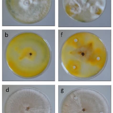 Colony Of Trichoderma Sp J40 Grown On Pda For 7 Days Colonia Di