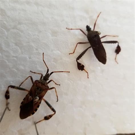 Assasin Bug Bugguide Net