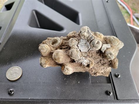 Fossililzed Teredinidae Worm Colony North Texas Rfossilid