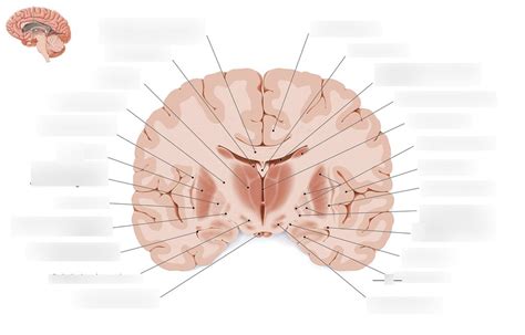 Coronal Section Brain Diagram Quizlet