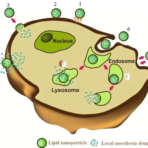 Lipid Nanoparticle Cell Interaction Download Scientific Diagram