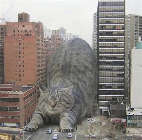 Giant Cat Attacks City