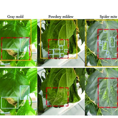 Four Annotation Strategies A Blue Boxes Red Dashed Boxes And Download Scientific Diagram