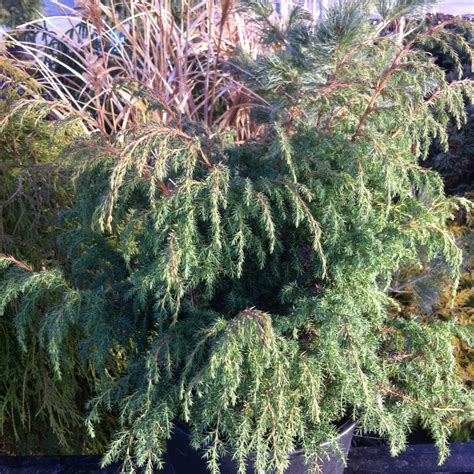 Juniperus Pingii From Nvk Nurseries