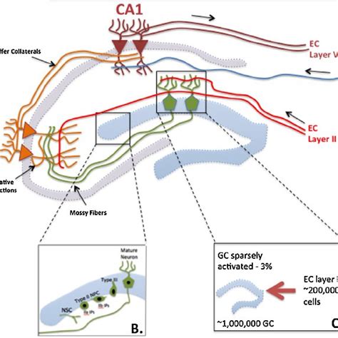 Hippocampal Pattern Separation And Pattern Completion A Pattern Download Scientific Diagram