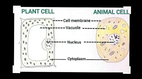 Diagram Of Plant And Animal Cell Class 8 At Caitlyn Lavater Blog