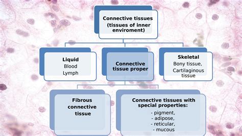SOLUTION Connective Tissues Presentation Studypool
