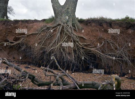 Tree Roots Are Seen Exposed To The Elements Because Of Low Level Coastal Erosion Stock Photo Alamy