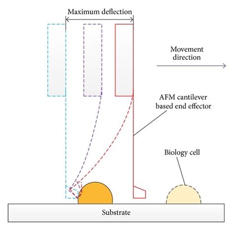 Schematics For The Cell Adhesion Force Measurement By Afm Cantilever Download Scientific
