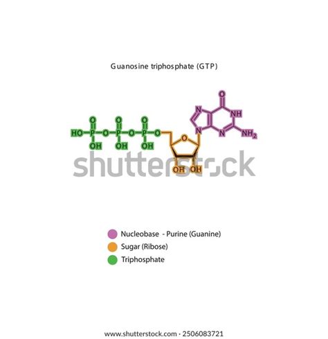 Guanosine Triphosphate Gtp Skeletal Structure Schematic Stock Vector Royalty Free 2506083721