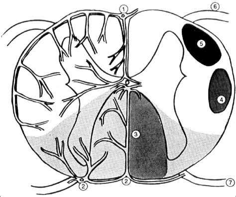 Schematic Cross Sectional Representation Of The Spinal Cord Vascular Download Scientific