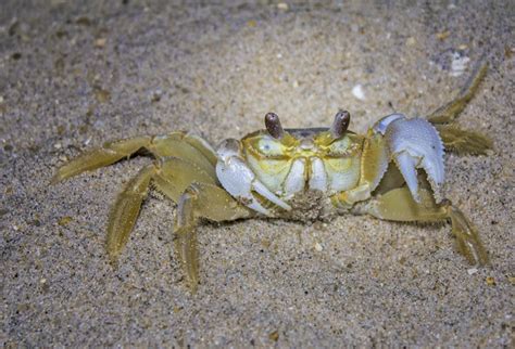 Ghost Crab Behavior