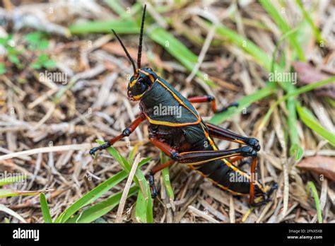 Nymph Stage Eastern Lubber Grasshopper Romalea Microptera Crystal