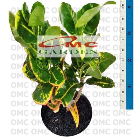Jual Tanaman Hias Puring Croton Emping Jengkol Koin Coin Mawar Kota Depok Omc Shop Tokopedia