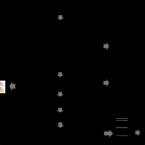 Pdf Expression Enhancement Of Trastuzumab In Cho Cells Using Codon Optimization And Promoter