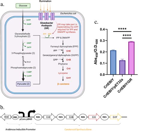 A Diagram Of The Proposed Model For β Carotene Synthesis In Gr Host B