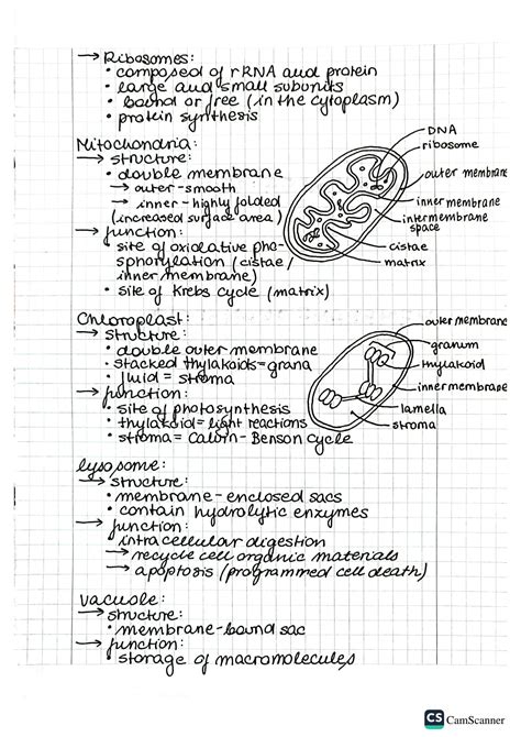 SOLUTION Ap Biology Unit 2 Cell Structure And Function Review Notes