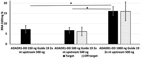 Examination Of Factors Affecting Site Directed Rna Editing By The Ms2 Adar1 Deaminase System