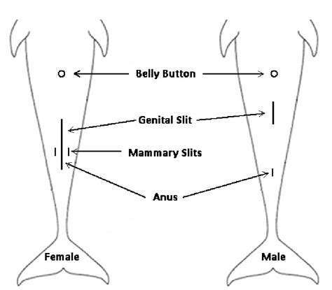 Sex Determination Of Common Dolphin Delphinus Delphis Anonymous 2018 Download Scientific