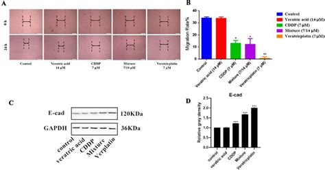 A Scratch Experiments Showing Migration Inhibition Of Fadu Cells