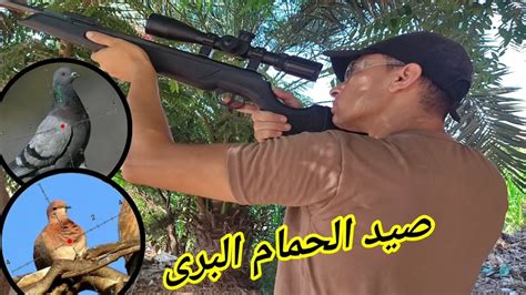 رحلة صيد الحمام البرى و اليمام Hunting Trip For Wild Pigeons And