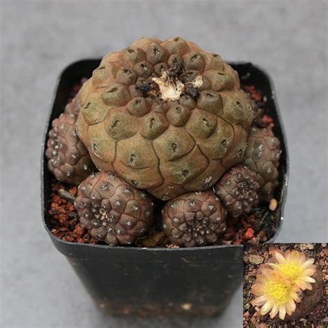 疣仙人无刺仙人球开花仙人掌办公室桌面防辐射小盆栽多肉植物大颗 Shopee Malaysia