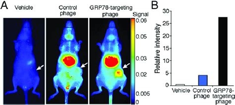 Nir Labeled Grp78 Targeting Phage Particles For Preclinical Imaging Of