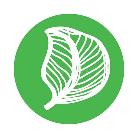 Green Leaf Sketch Pencil Drawing Illustration Pen Or Marker Color