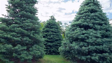 Fir Tree Characteristics
