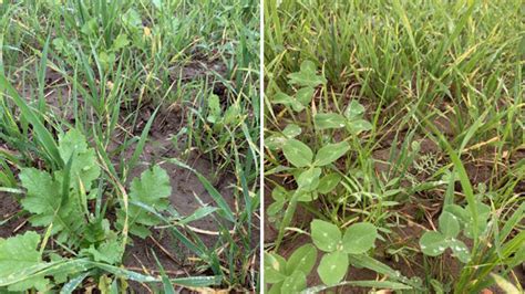 Msu Cover Crop Demonstration Plots Open For Tours Through Oct 31 Michigan Farm News