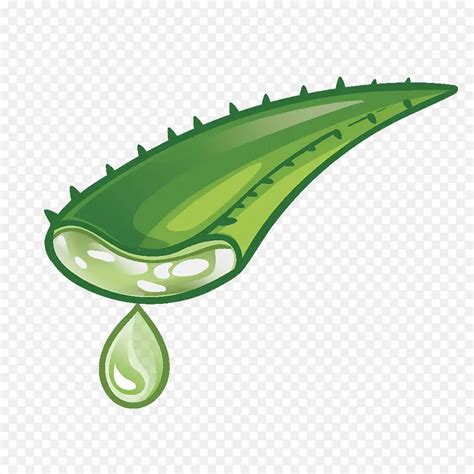 卡通手绘芦荟叶子芦荟汁素材PNG图片素材下载 图片编号9211147 PNG素材网