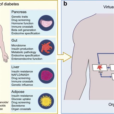 Liver Organoid Proteomic Analysis A Venn Diagram Of All Identified