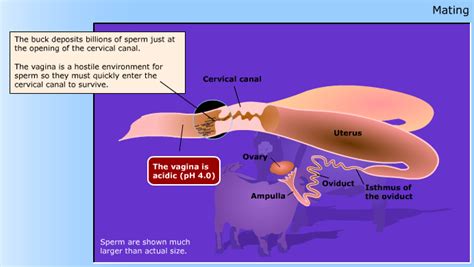 The Biology Of The Goat