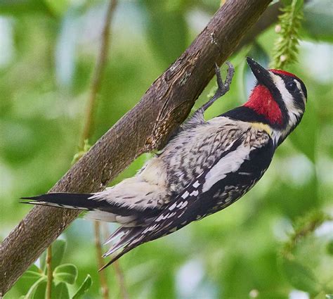 Red Napped Sap Sucker By Aeros Ephotozine