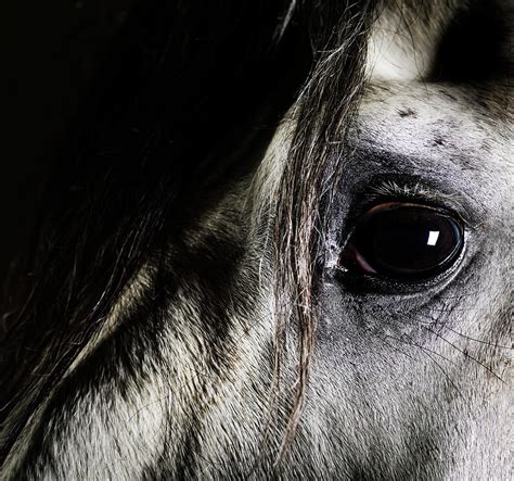 Horse Eyes Close Up