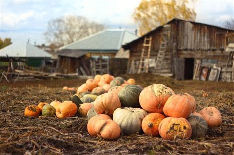 Когда убирать тыкву сроки уборки в Подмосковье Сибири на Урале признаки на растении