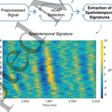 Comparative Anatomy Of The Cervical Vagus Nerve Between Mouse Rat