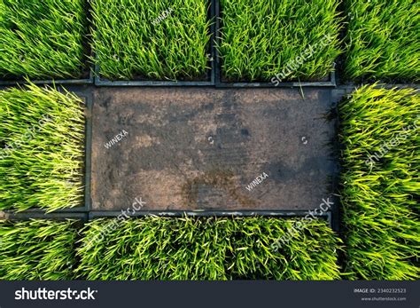 Sowing The Seeds Of Labor Over 1468 Royalty Free Licensable Stock