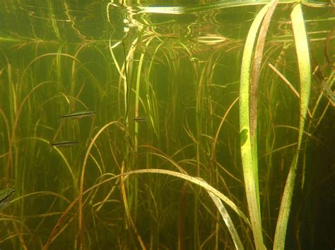 Angling For Nesting Largemouth Bass Can Have Negative Effects On