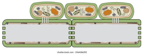 Longitudinal Section Structure Phloem Vessel Companion Stock