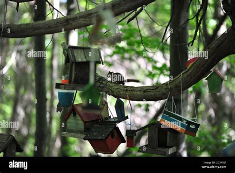 Wooden Bird Box Nest Posed On Tree In Forest Stock Photo Alamy