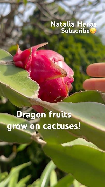 ФРУКТЫ ДРАКОН экзотика австралия диабет лишнийвес пищеварение пп Dragonfruit Diabetes