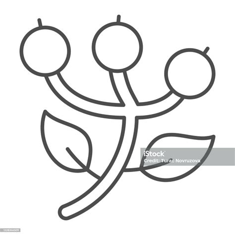 크랜베리 얇은 라인 아이콘 과일 및 베리 개념 흰색 배경에 폭스 베리 모스 베리 벡터 기호 모바일 개념 및 웹 디자인을위한 개요 스타일 아이콘 벡터 그래픽 10에 대한 스톡