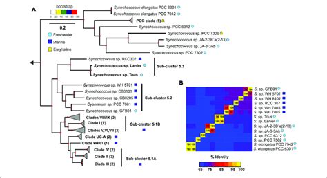 A Phylogenomics Of The Genus Synechococcus Sp One Hundred Download Scientific Diagram