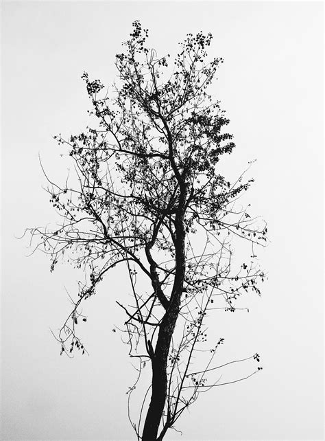 Abstract Tree Winter Free Photo On Pixabay Pixabay