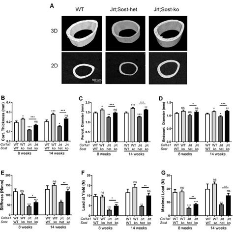 Trabecular Bone Characterization Trabecular Bone Analyses At The Download Scientific Diagram