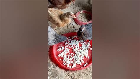 Feeding Them Nshima Youtube