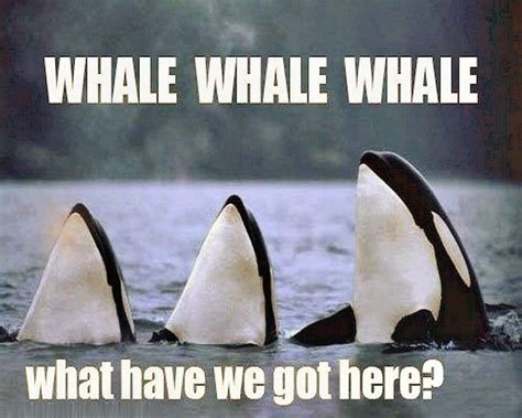 Whale Hello There The Top Whale Memes That Will Make You Laugh