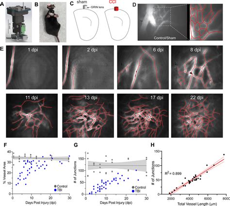 Longitudinal In Vivo Miniscope Imaging Of Temporal And Spatial Patterns Download Scientific