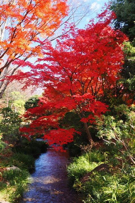 日本庭園の紅葉 山野はなめぐり2